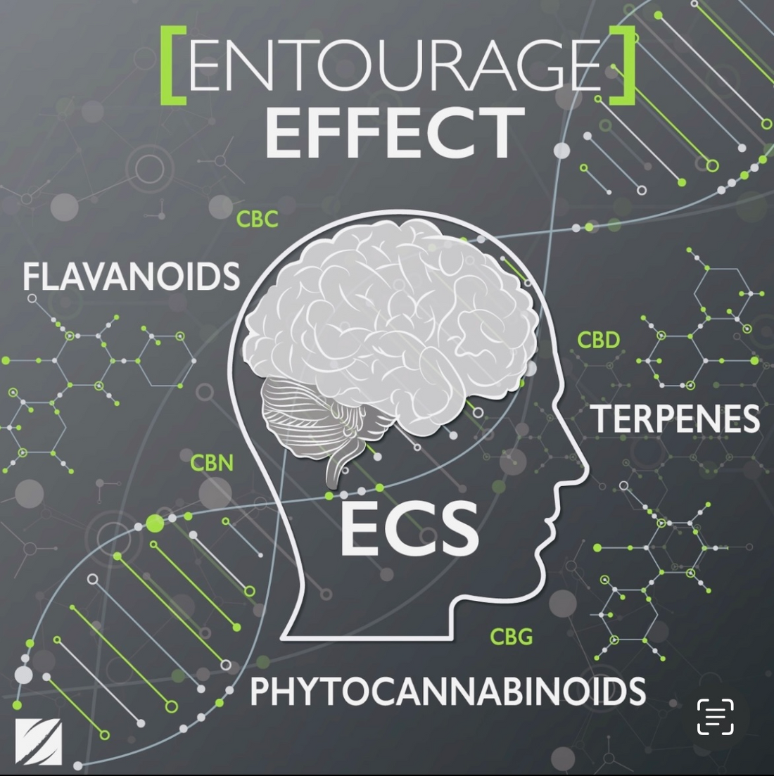 The Entourage Effect: Unveiling the Synergy of Hemp and CBD – Zakah Life